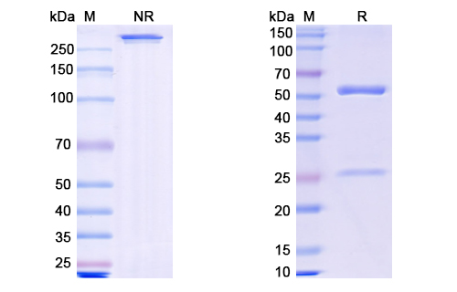 Buy Rosnilimab Biosimilar - Anti-PDCD1 mAb - Research Grade